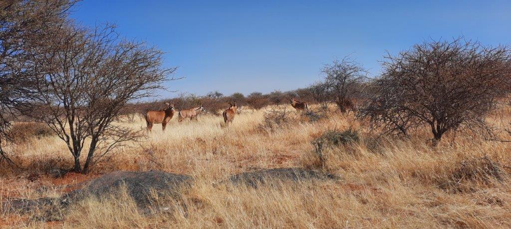 EXCLUSIVE GAME FARM WITH SMALL LODGE FOR SALE (PK20-2022) – Propcor Namibia